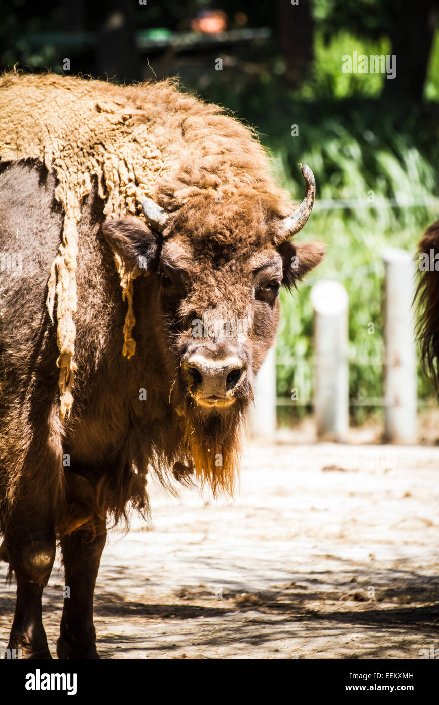 great and mighty bison, america Stock Photo - Alamy