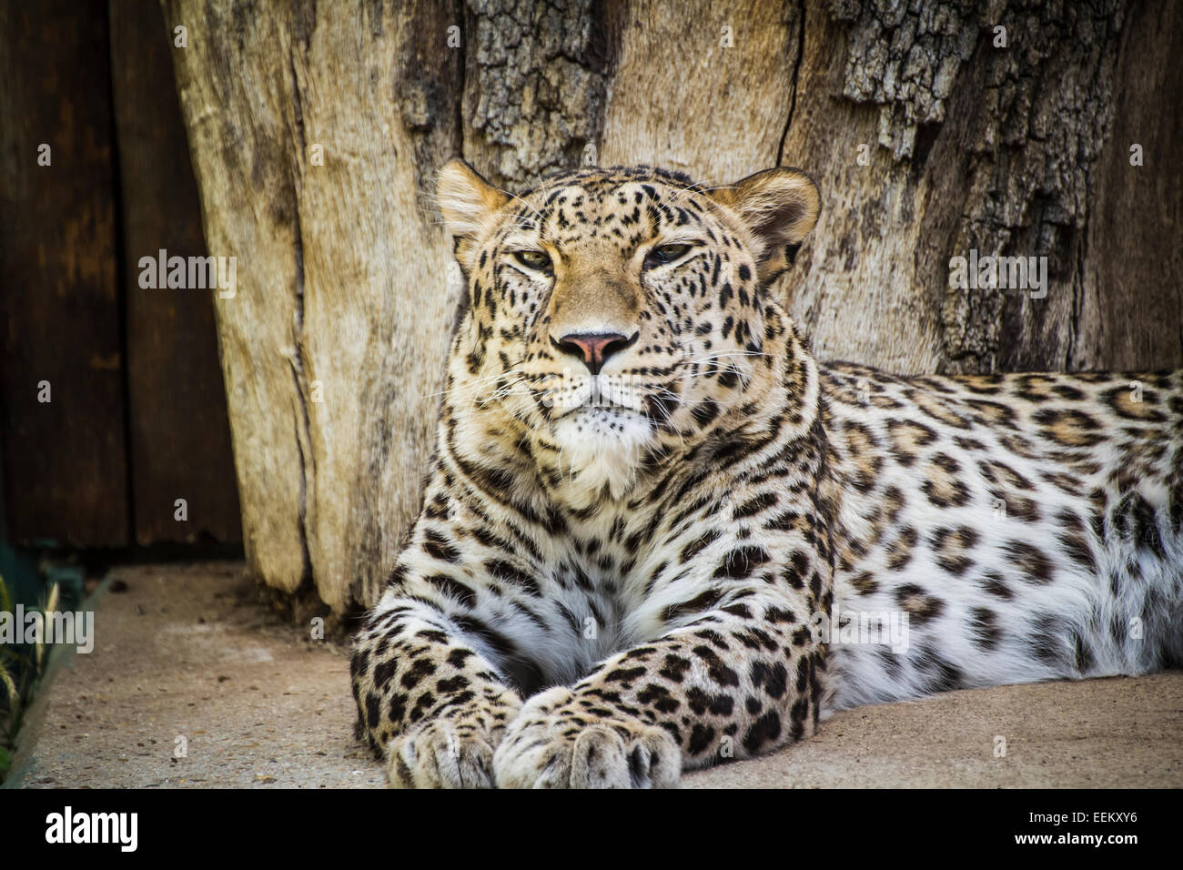 Feline, Powerful leopard resting, wildlife mammal with spot skin Stock ...
