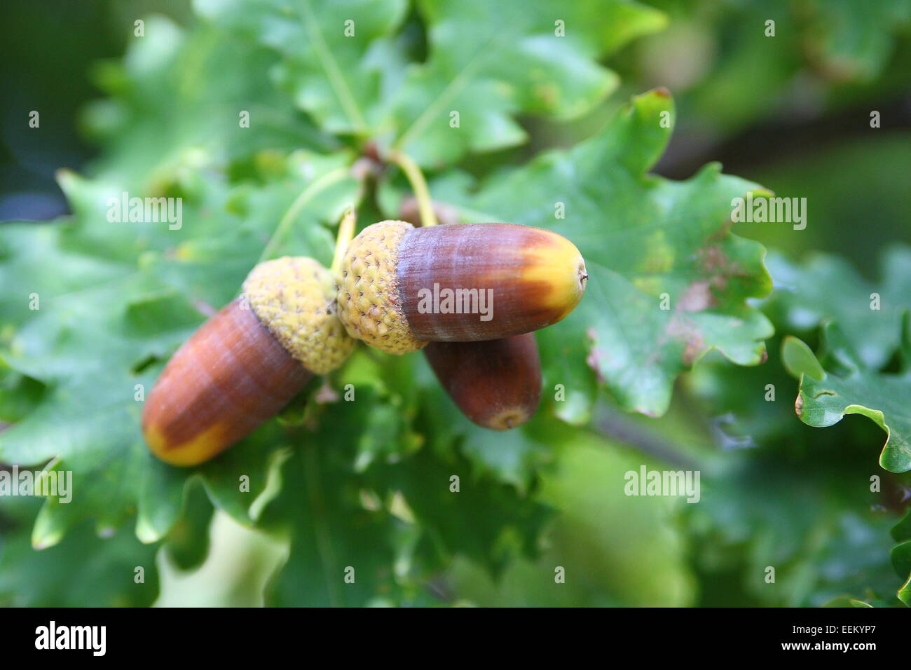 English oak hi-res stock photography and images - Alamy
