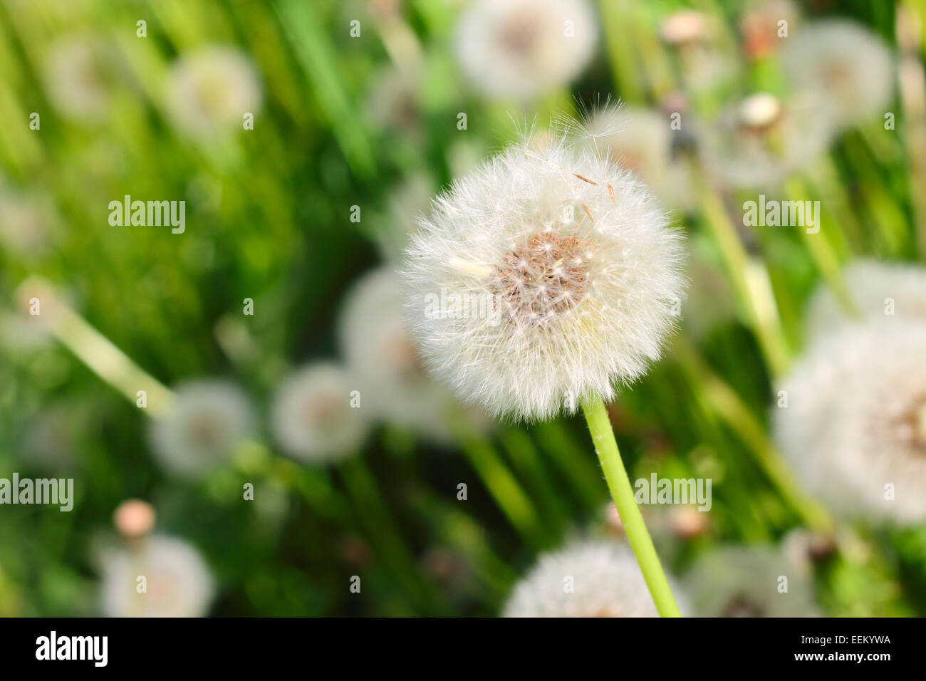 Spring dandelions and green grass macro close up Stock Photo - Alamy
