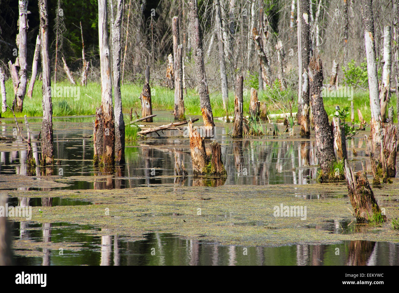 Marsh swamp forest hi-res stock photography and images - Alamy