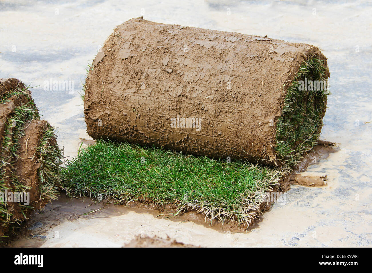 Turf grass rolls partially unrolled close up Stock Photo - Alamy