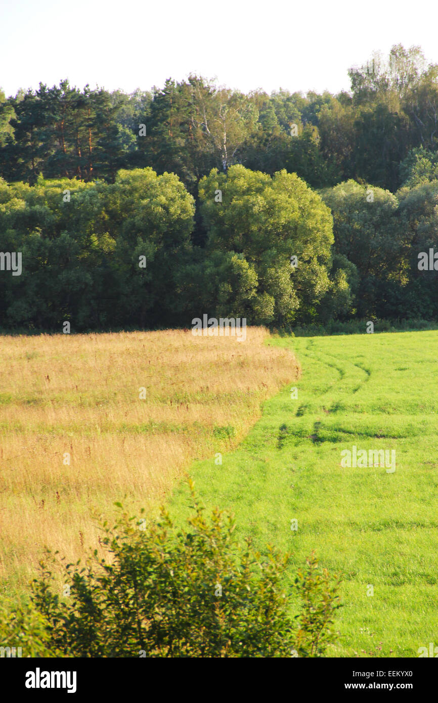 Green field and agriculture with forest landscape Stock Photo - Alamy