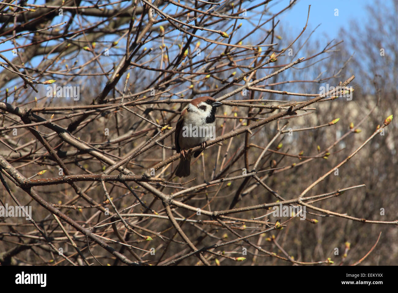 Male sparrow sitting on spring tree Stock Photo - Alamy