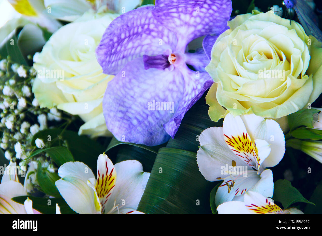 Bunch of different flowers close up background Stock Photo - Alamy