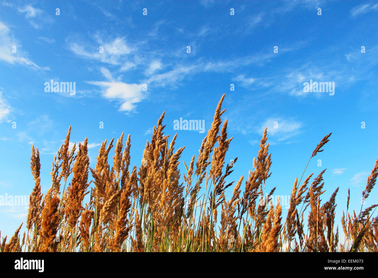 Wild yellow spikes under beautiful blue sky Stock Photo - Alamy