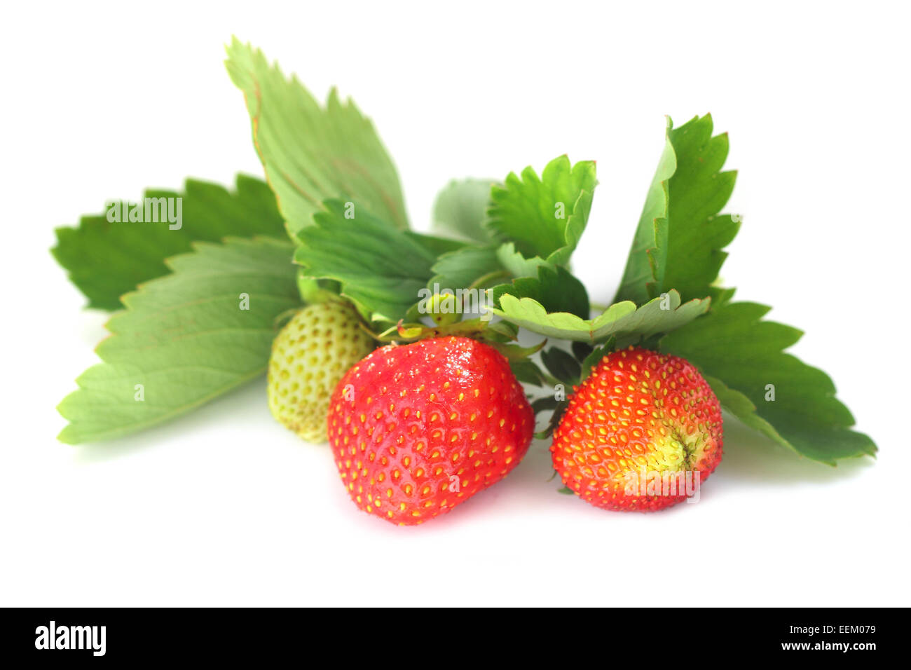 Strawberry with leaves isolated on white background Stock Photo - Alamy