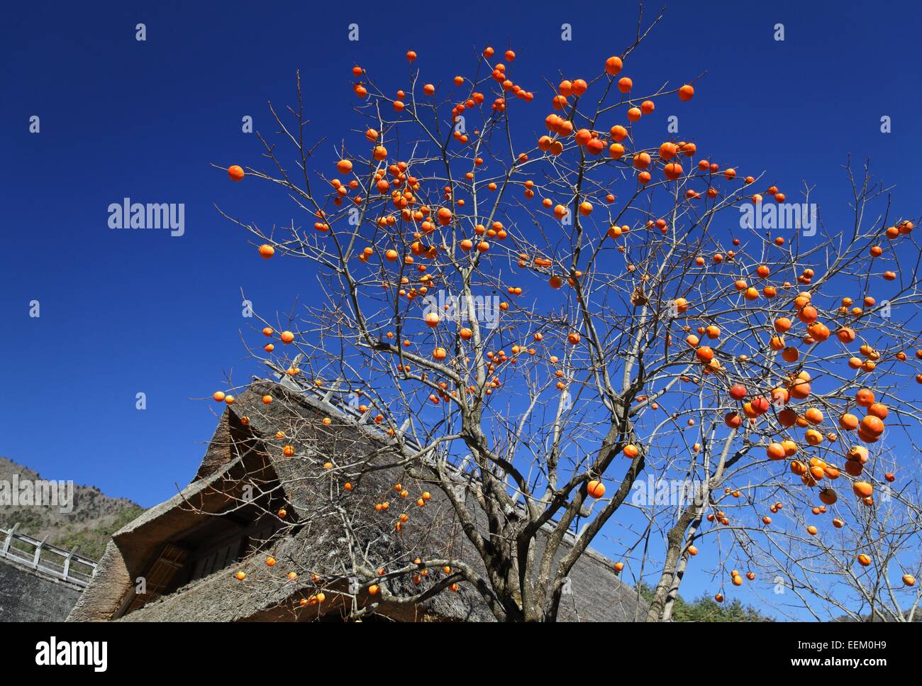 The persimmon tree hi-res stock photography and images - Alamy