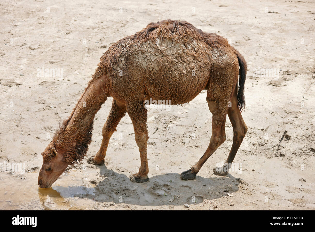 Dromedary, aka Arabian camel (Camelus dromedarius) drinking water from ...