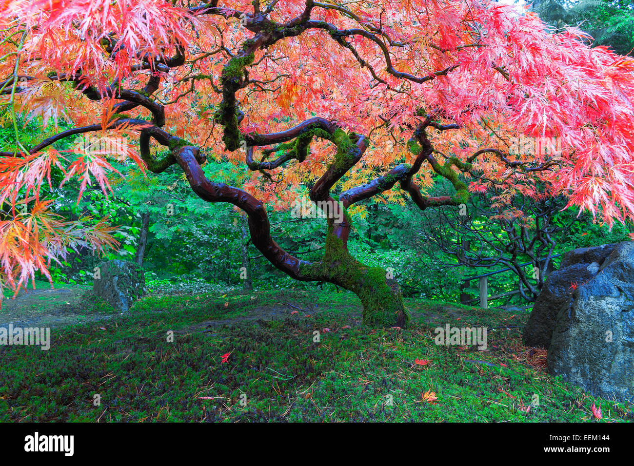 Old Japanese Maple Tree Portland Garden High Resolution Stock ...