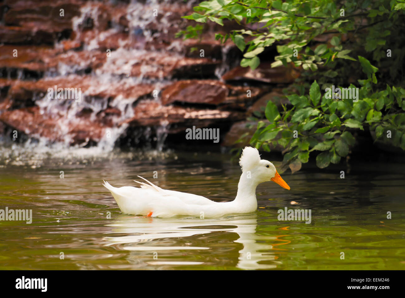 White duck swimming Stock Photo - Alamy