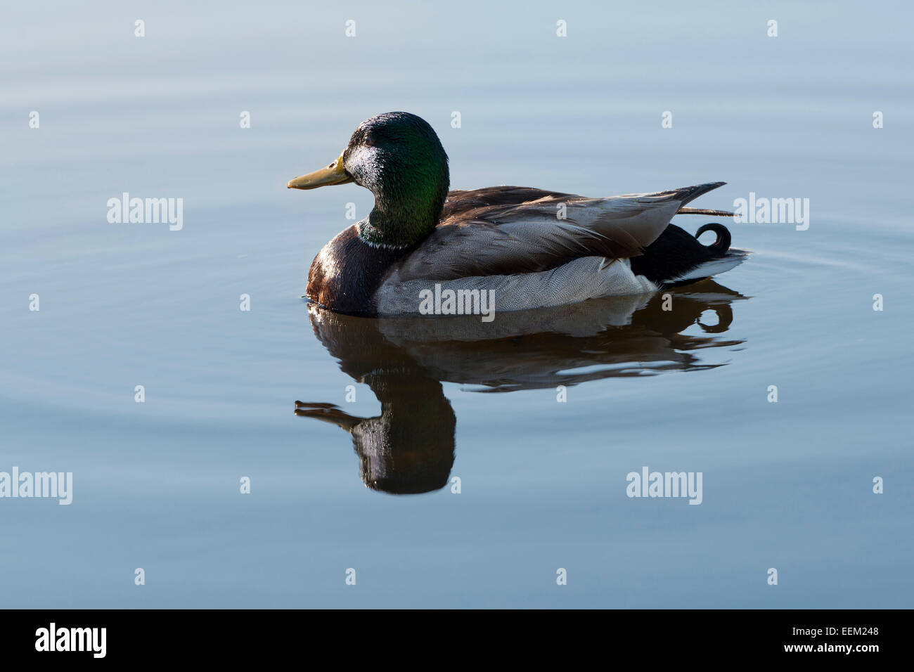 Smooth water with duck hi-res stock photography and images - Alamy