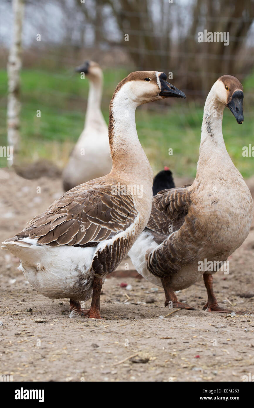 Geese on the farm Stock Photo - Alamy