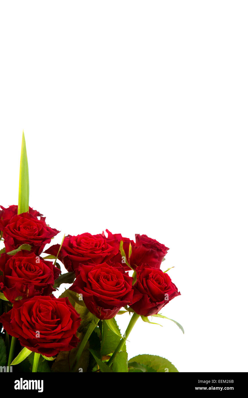 Red roses on a white background Stock Photo - Alamy
