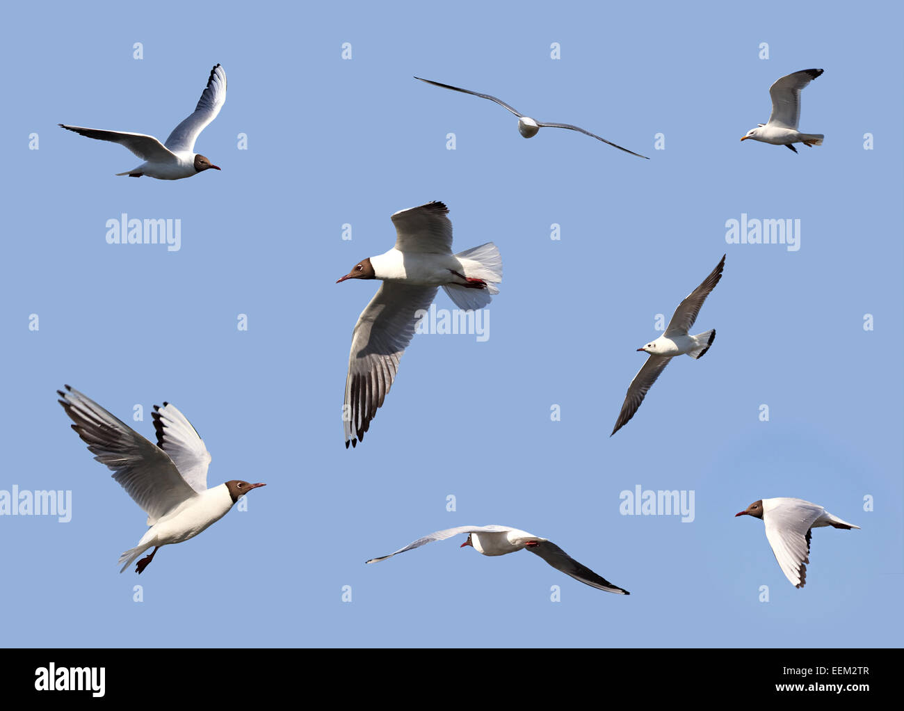 Gulls in flight Stock Photo - Alamy