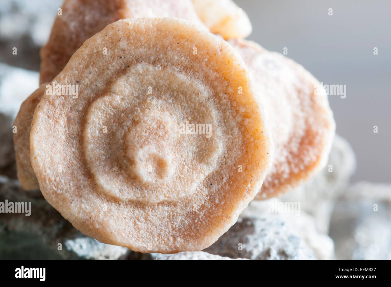 Stone from a stone desert (hamada) part of the Sahara desert in Algeria ...