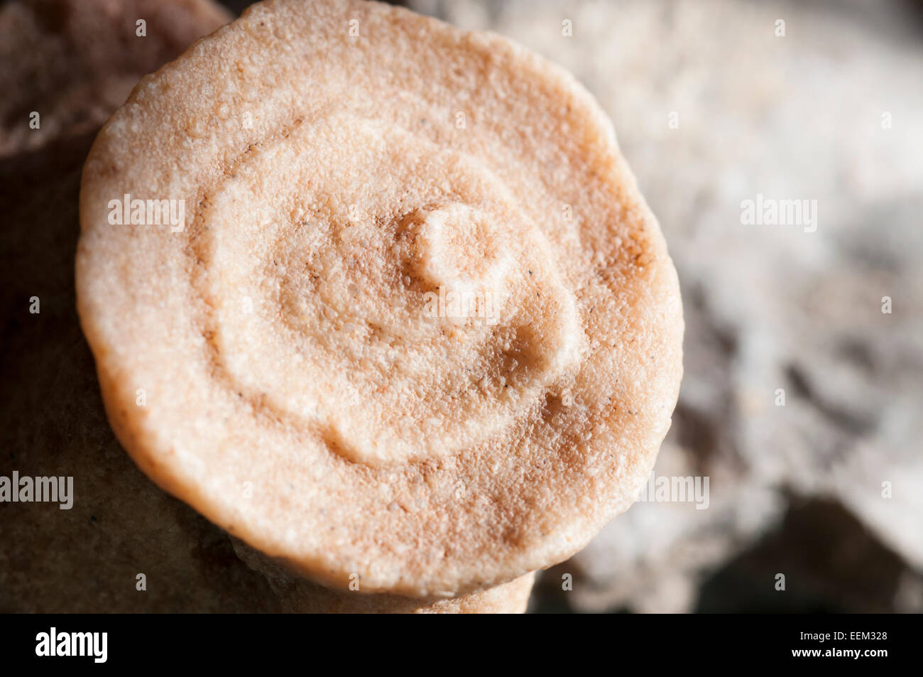 Stone from a stone desert (hamada) part of the Sahara desert in Algeria ...