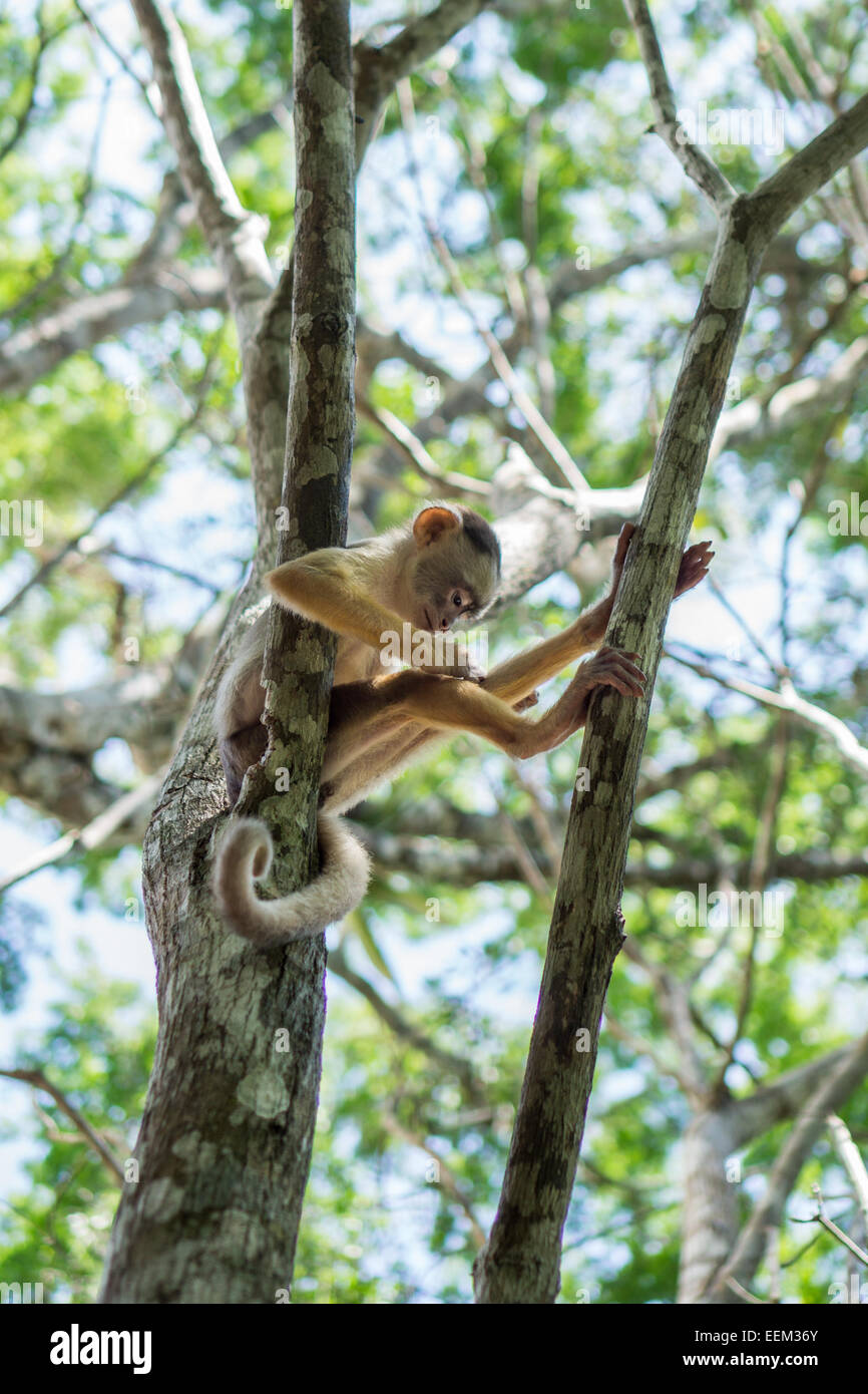 Small Monkey on tree in Amazon Forest Stock Photo - Alamy