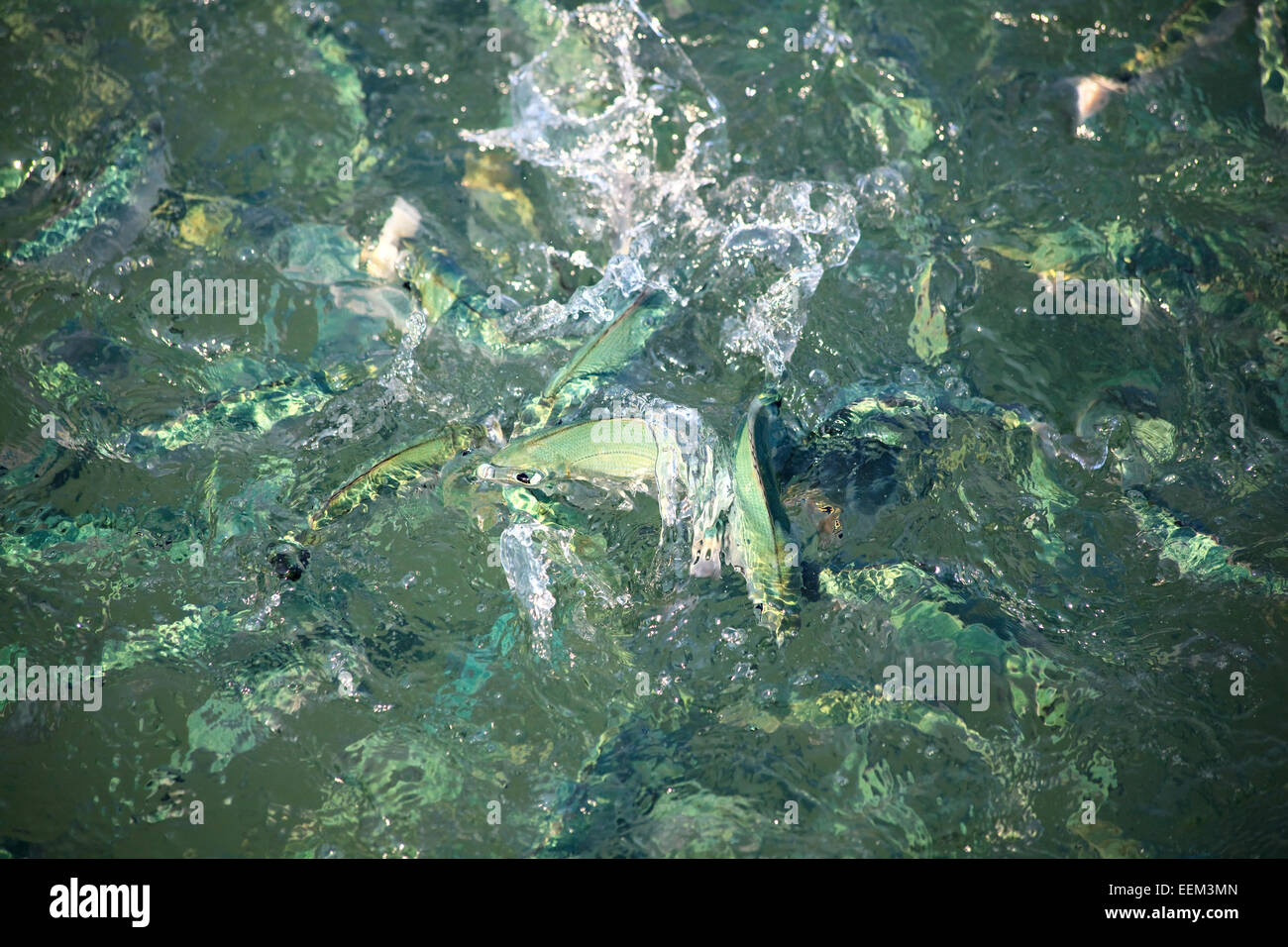 Lot of fish splashing in the sea water Stock Photo - Alamy