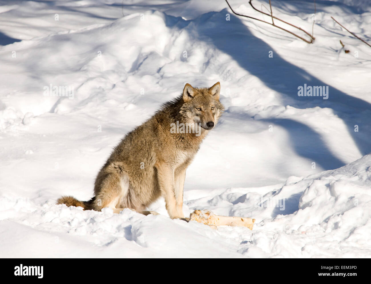 Wolf (Canis lupus) in the snow, captive, Bavarian Forest National Park ...
