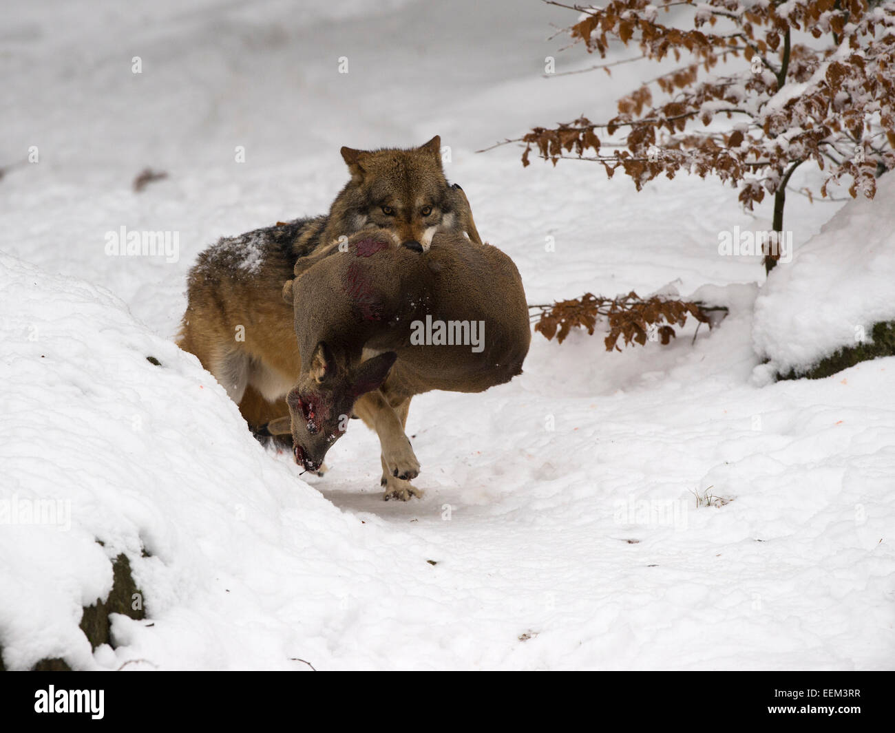 Wolf Chasing Deer