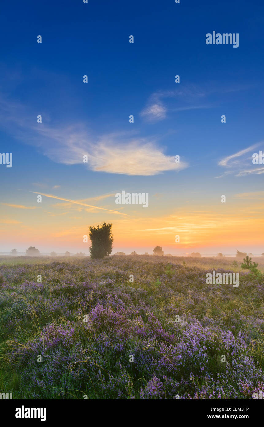 Heath landscape, Lüneburg Heath, near Undeloh, Lower Saxony, Germany ...