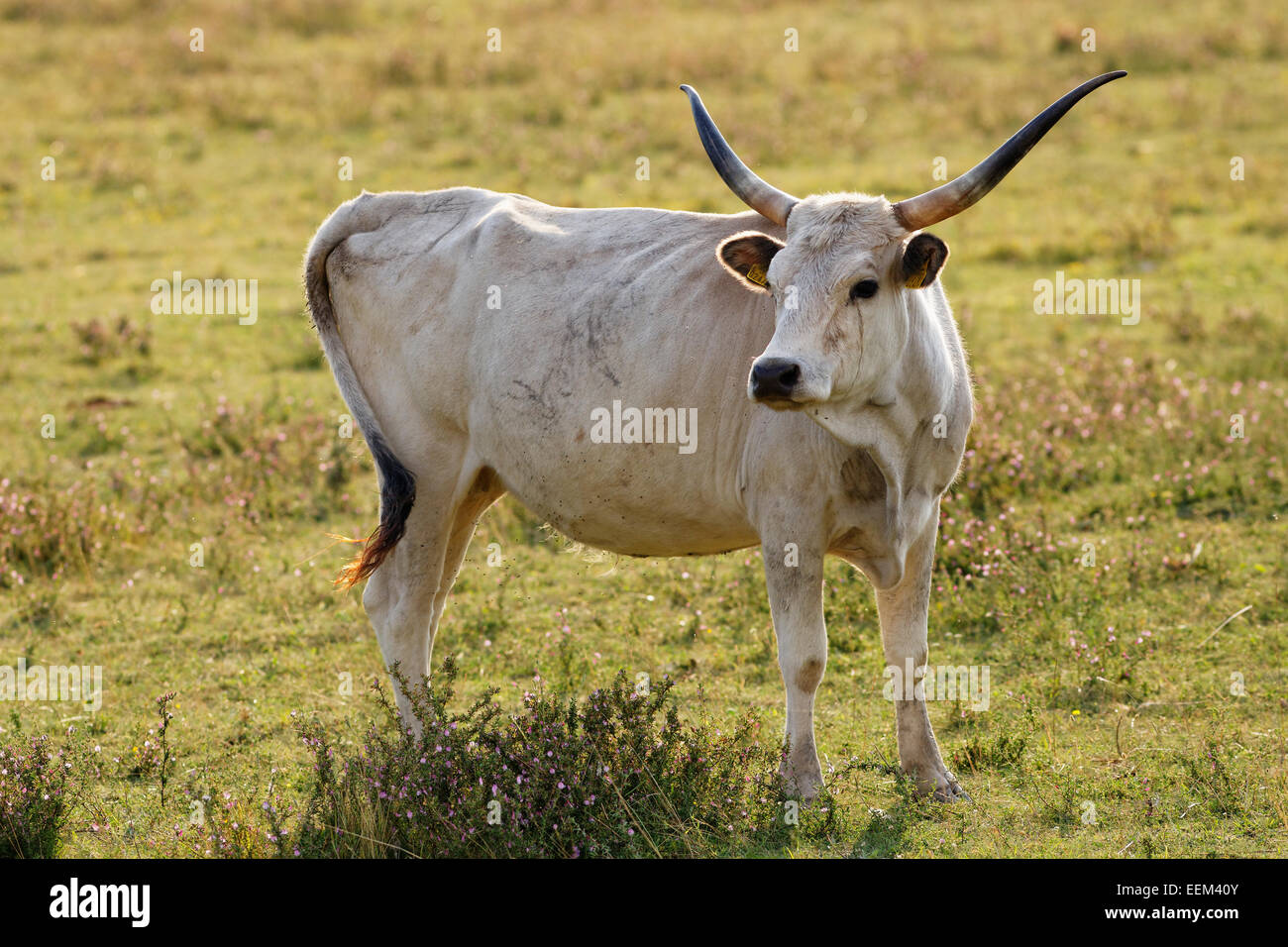 Grey Hungarian Grey cattle, National Park Lake Neusiedl, Seewinkel ...