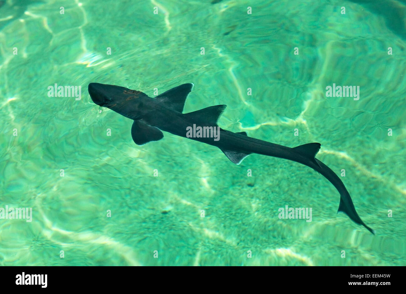 Cub shark in an aquarium Stock Photo - Alamy