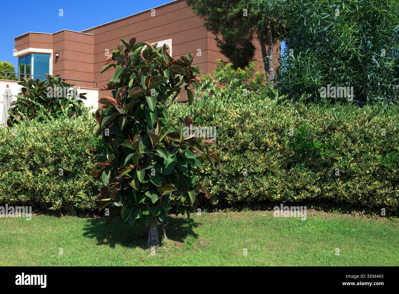 Ficus shrub hi-res stock photography and images - Alamy