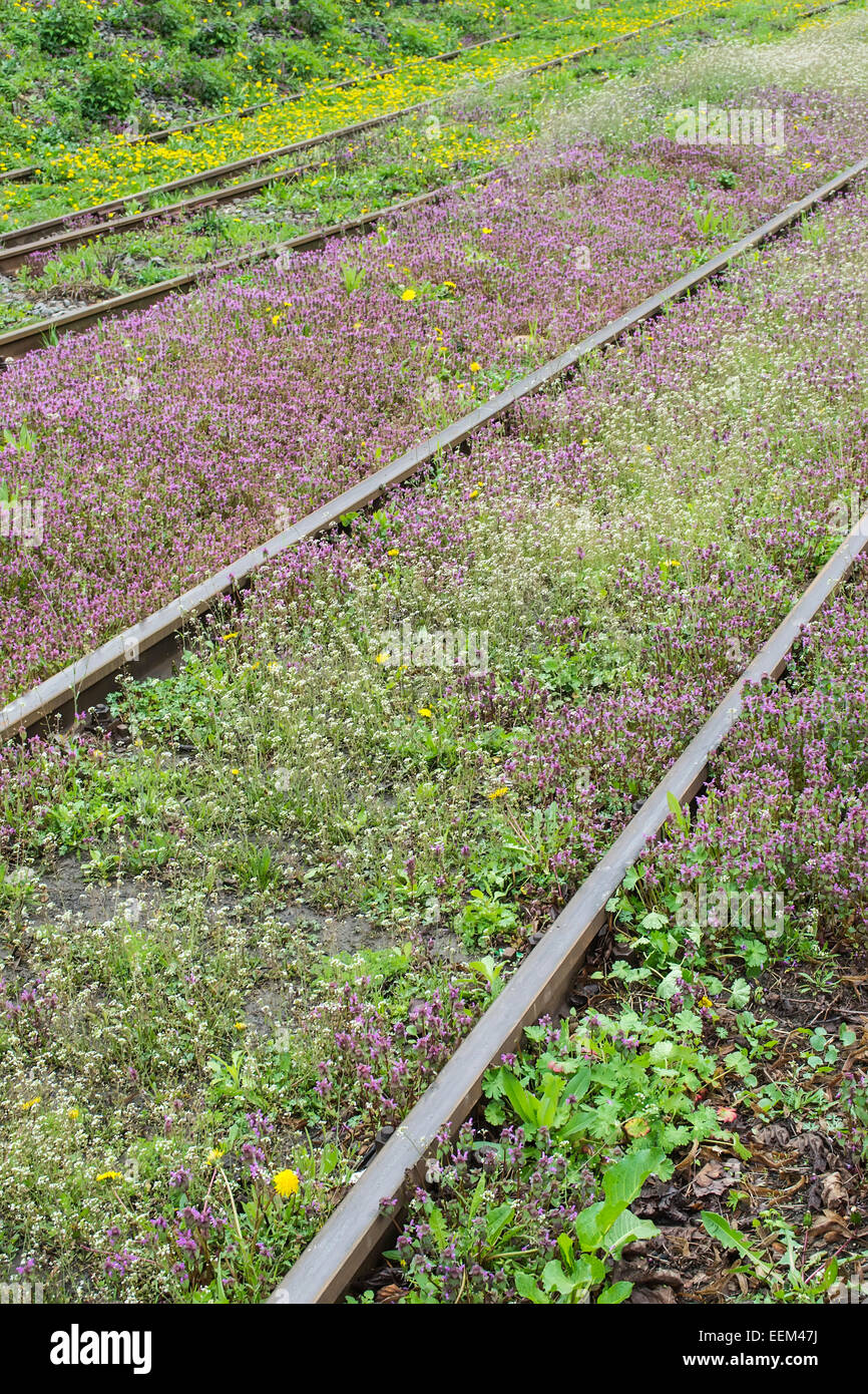Vegetation layer hi-res stock photography and images - Alamy