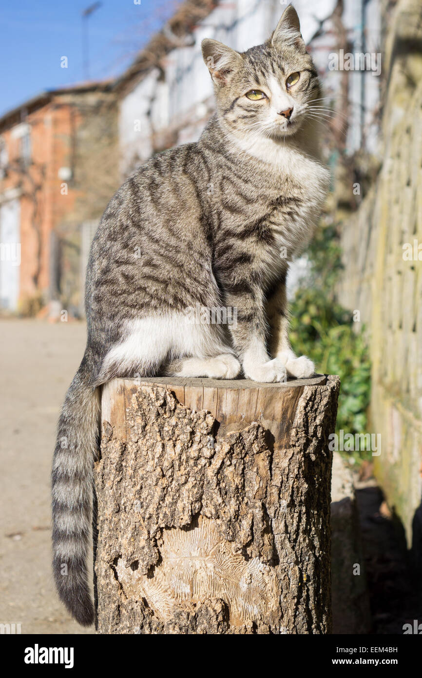 Cat over log, front view Stock Photo - Alamy