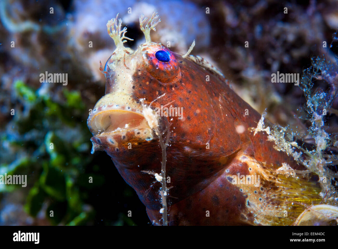 Obscure hi-res stock photography and images - Alamy