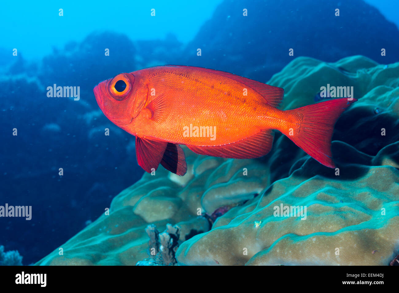 Priacanthus hi-res stock photography and images - Alamy