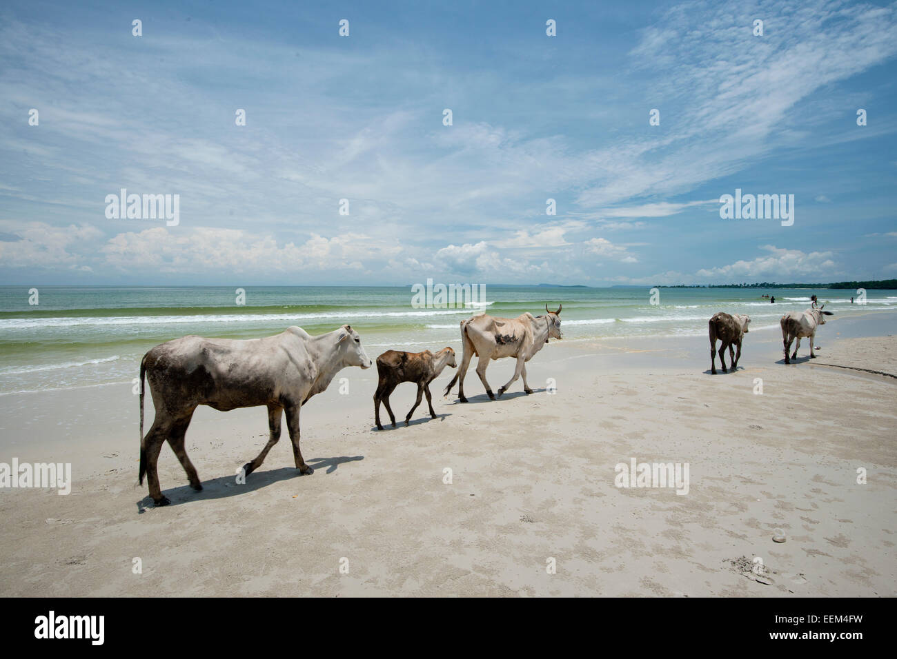 Cow Walking On Beach Stock Photos & Cow Walking On Beach Stock Images ...