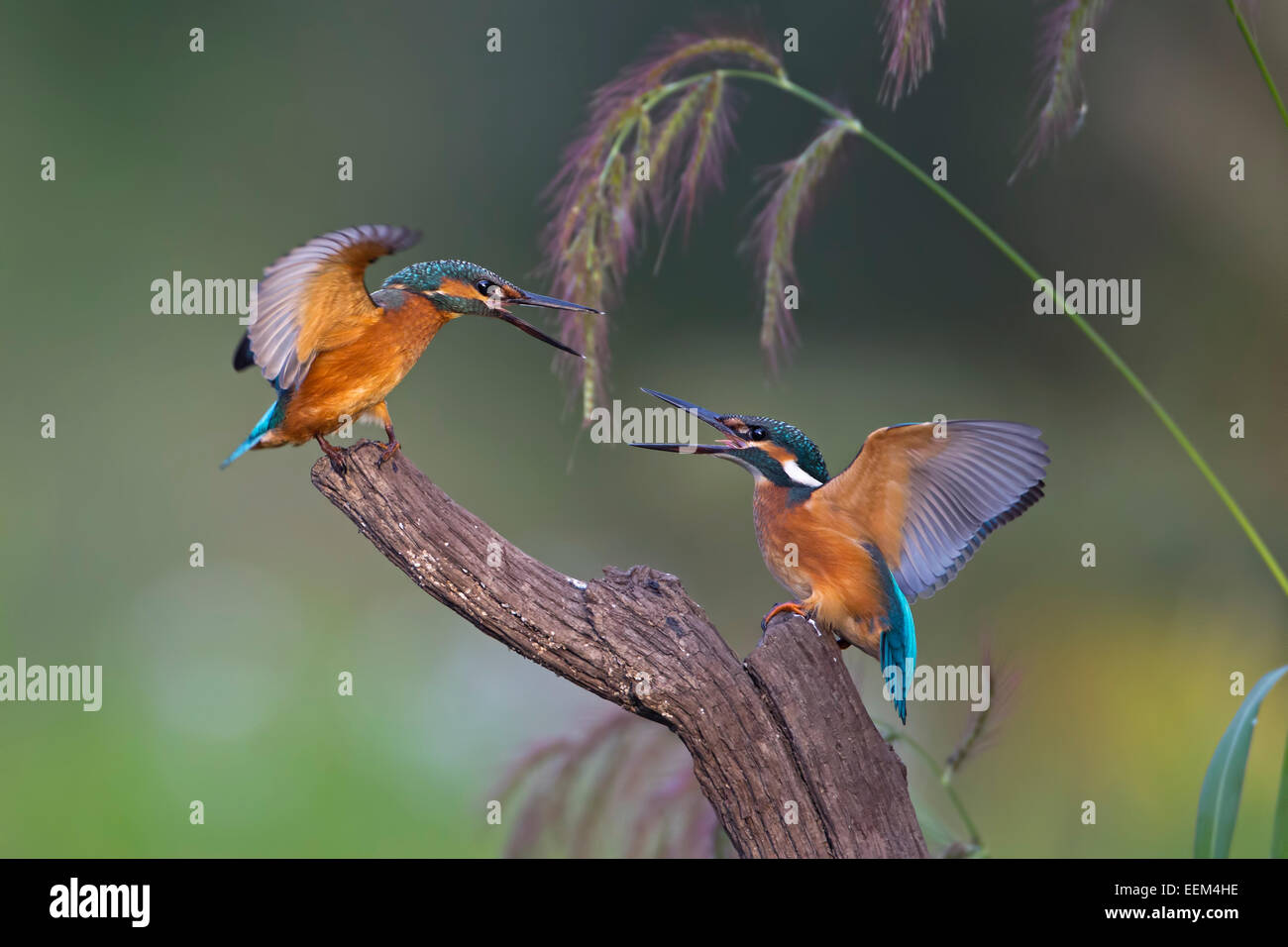 Territorial birds hi-res stock photography and images - Alamy