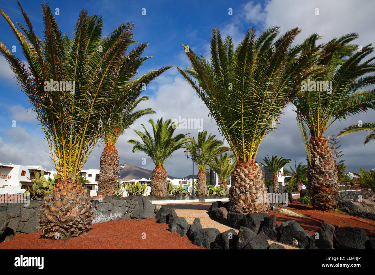 Phoenix canariensis palmera canaria hi-res stock photography and images ...