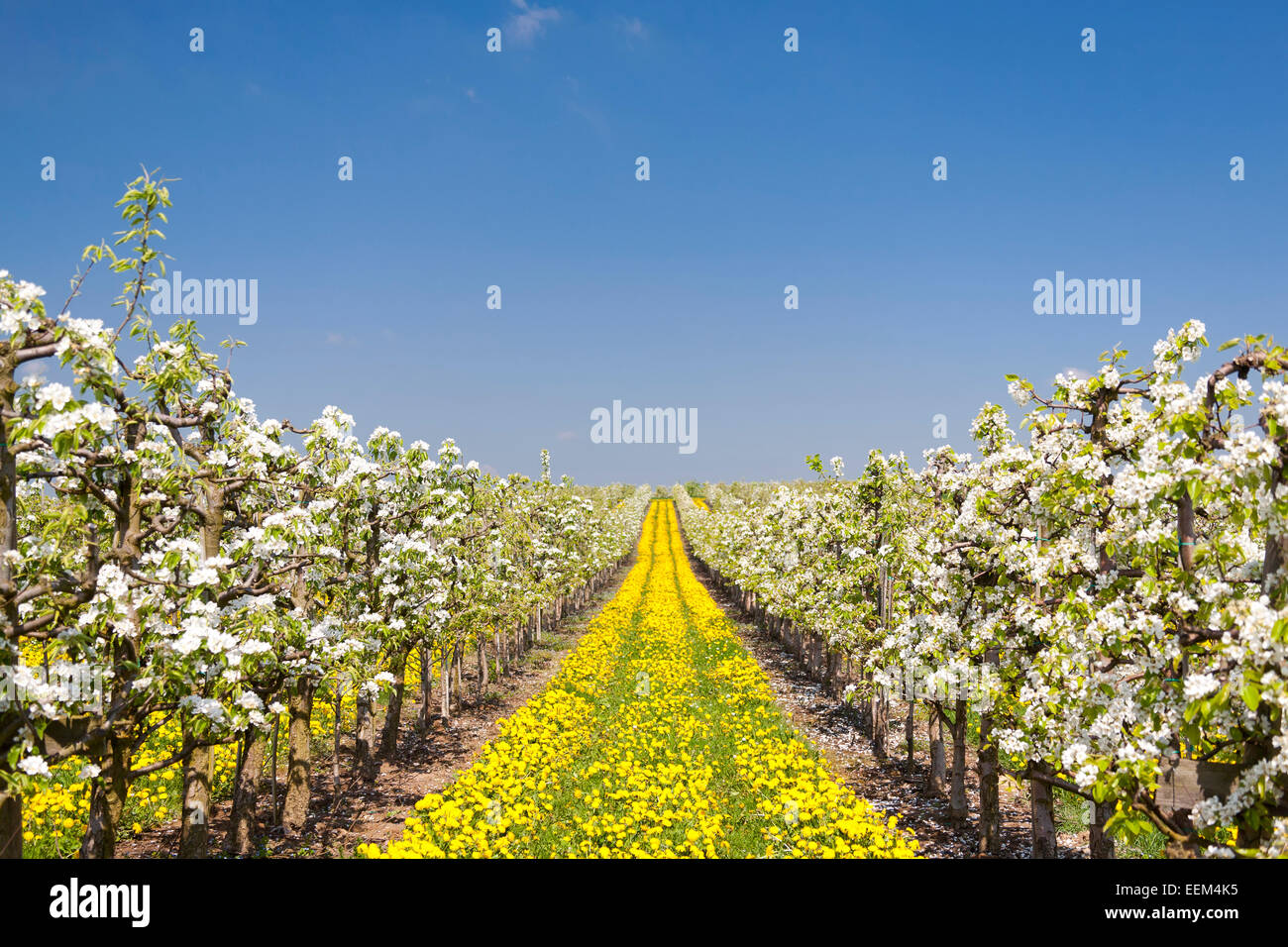 Fruit tree plantation, orchard, flowering fruit trees growing in rows ...