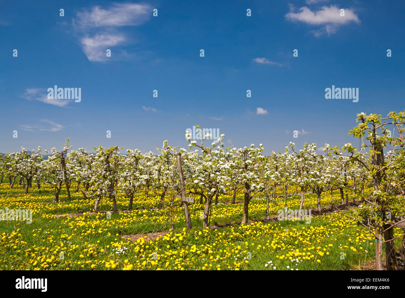 Fruit tree plantation, orchard, flowering fruit trees growing in rows ...