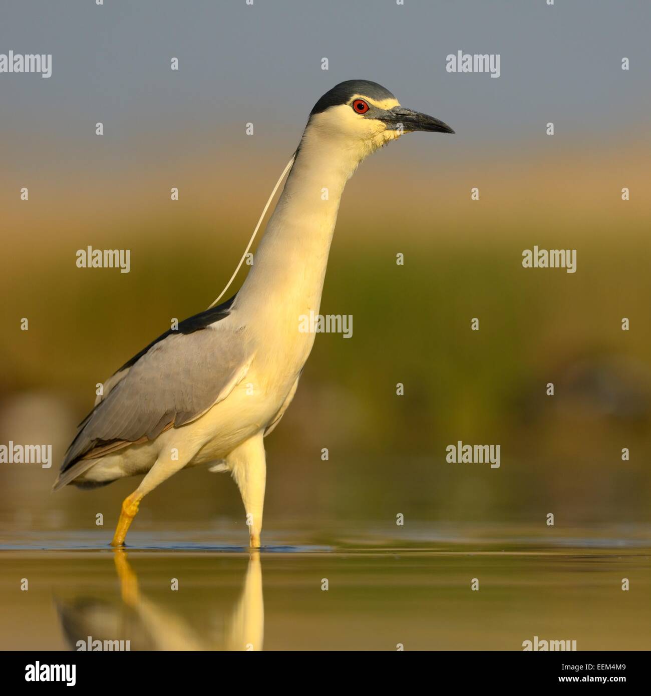 Black-crowned Night Heron (Nycticorax nycticorax), adult, in the ...