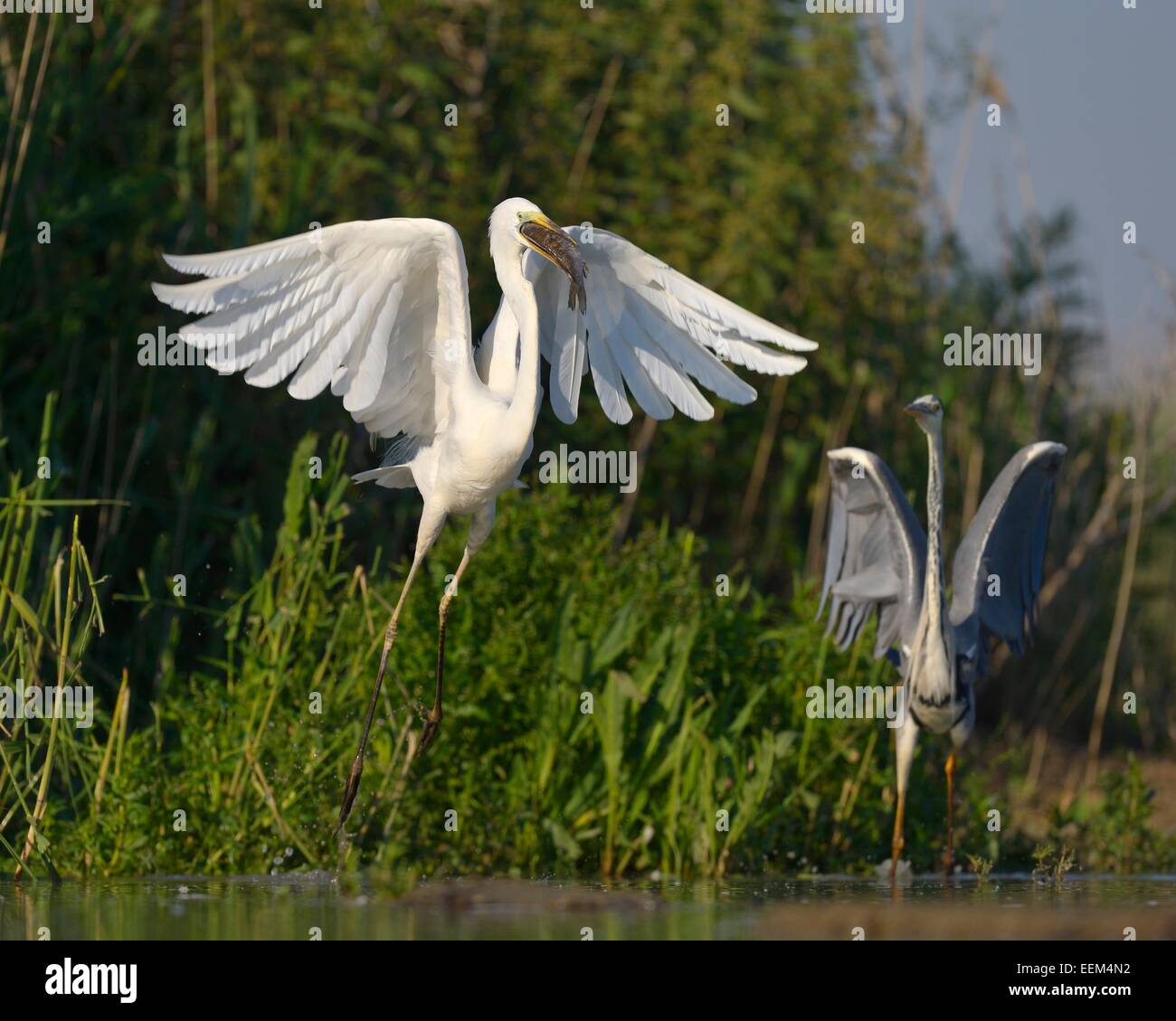 A Great Egret (Ardea alba), taking off with a fish in its beak, is ...