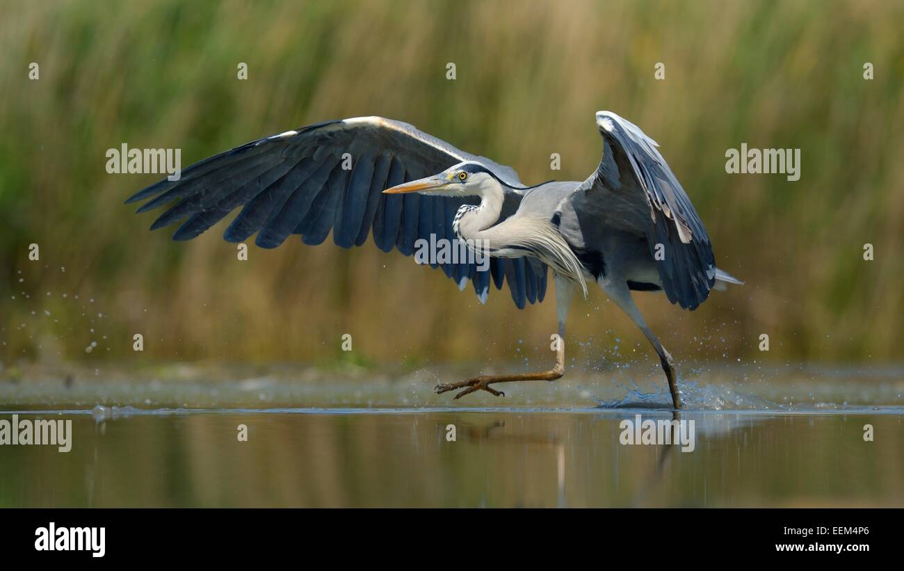 Grey Heron (Ardea cinerea), adult bird taking off, Kiskunság National ...