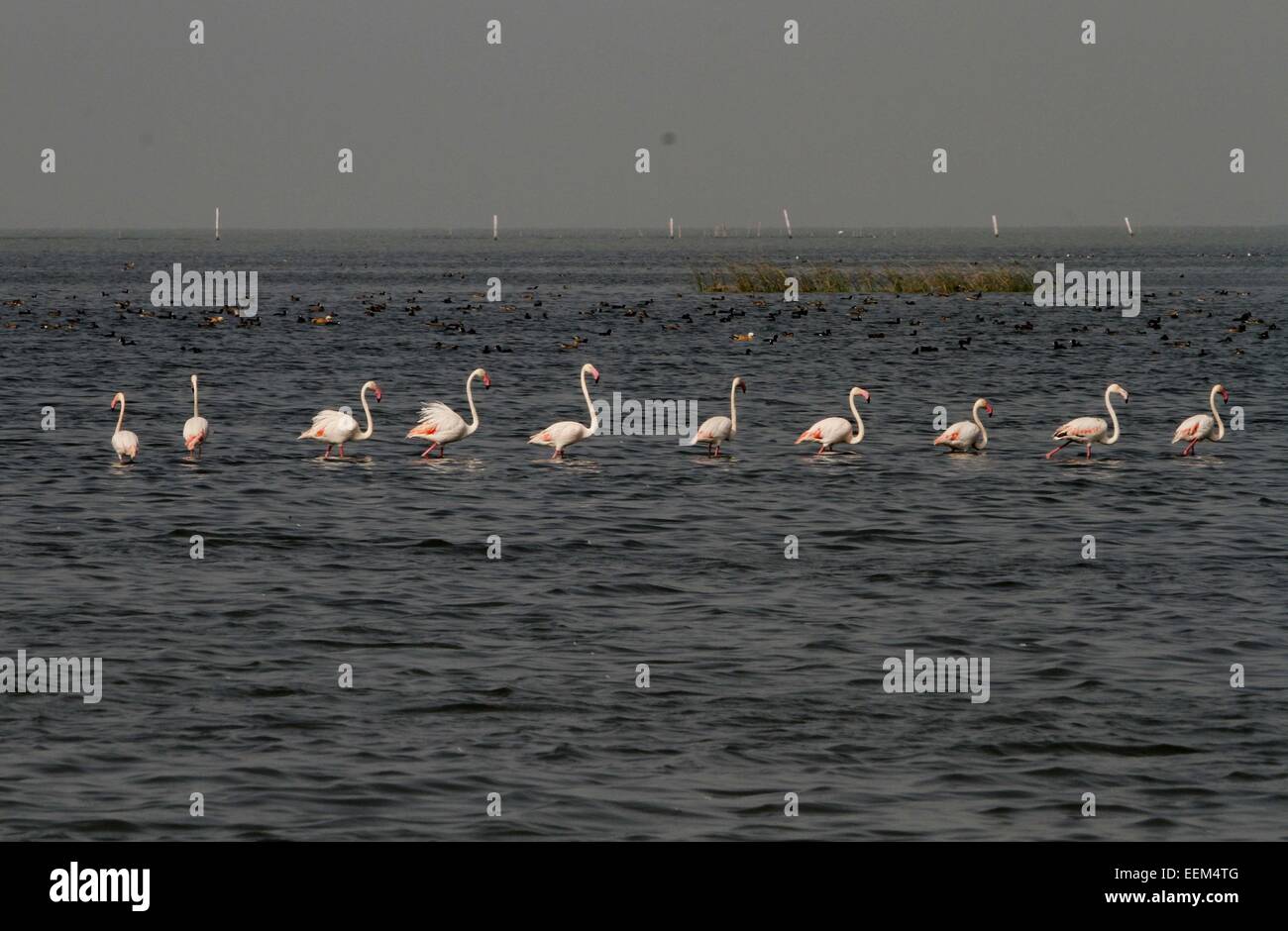 Orissa birds hi-res stock photography and images - Alamy