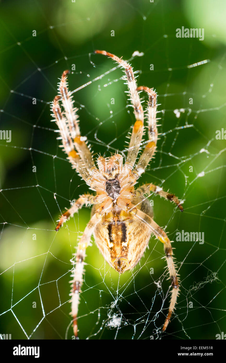European garden spider , female , ventral view , waiting for the prey ...