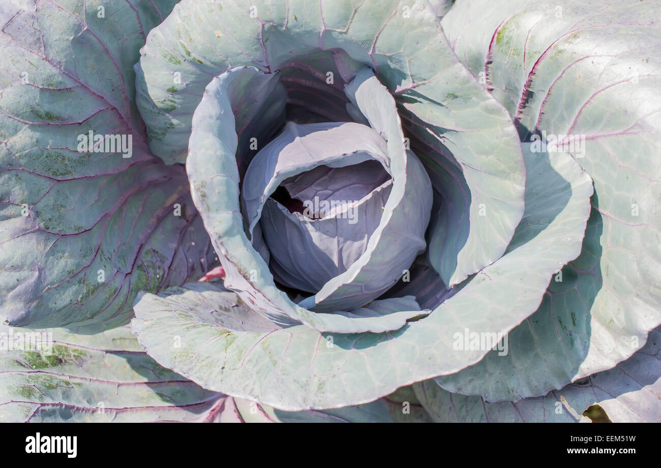 Cabbage variety hi-res stock photography and images - Alamy
