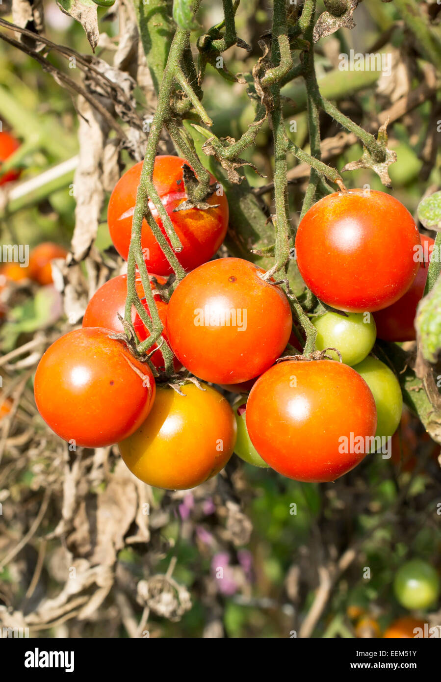 Cluster of several cherry tomatoes, cultivated in the garden Stock ...