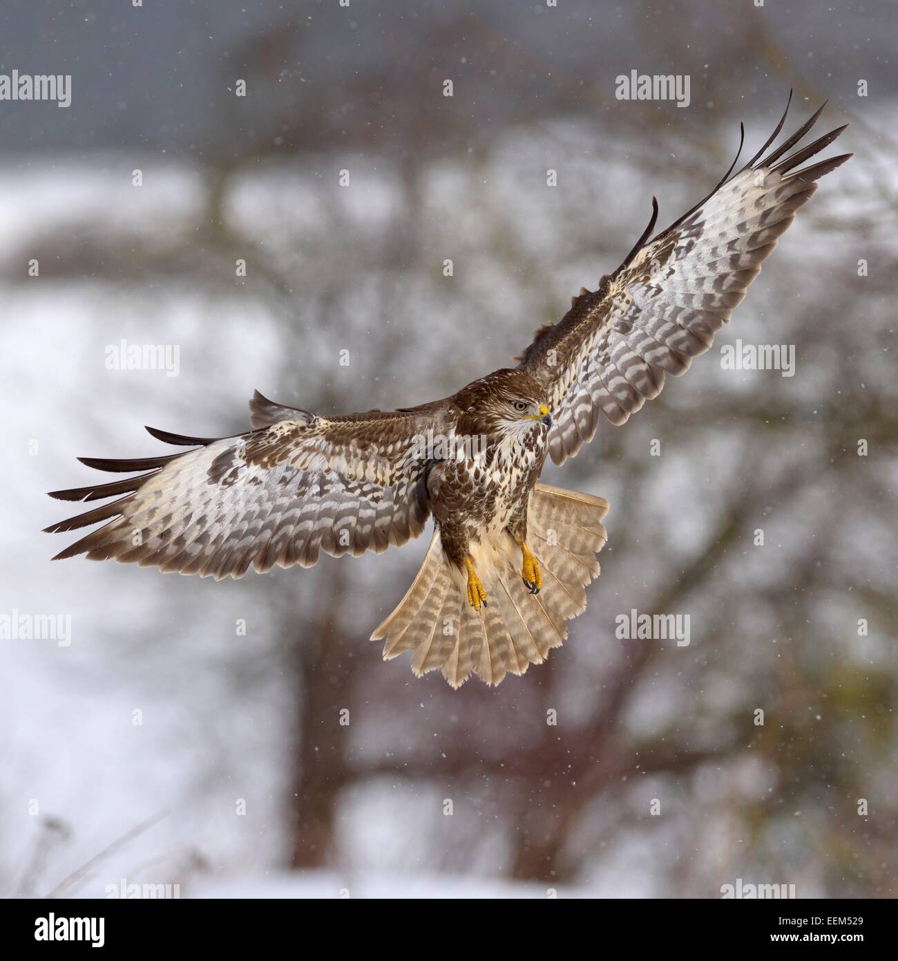 Buzzard (Buteo buteo), dark form, in flight with light snowfall ...