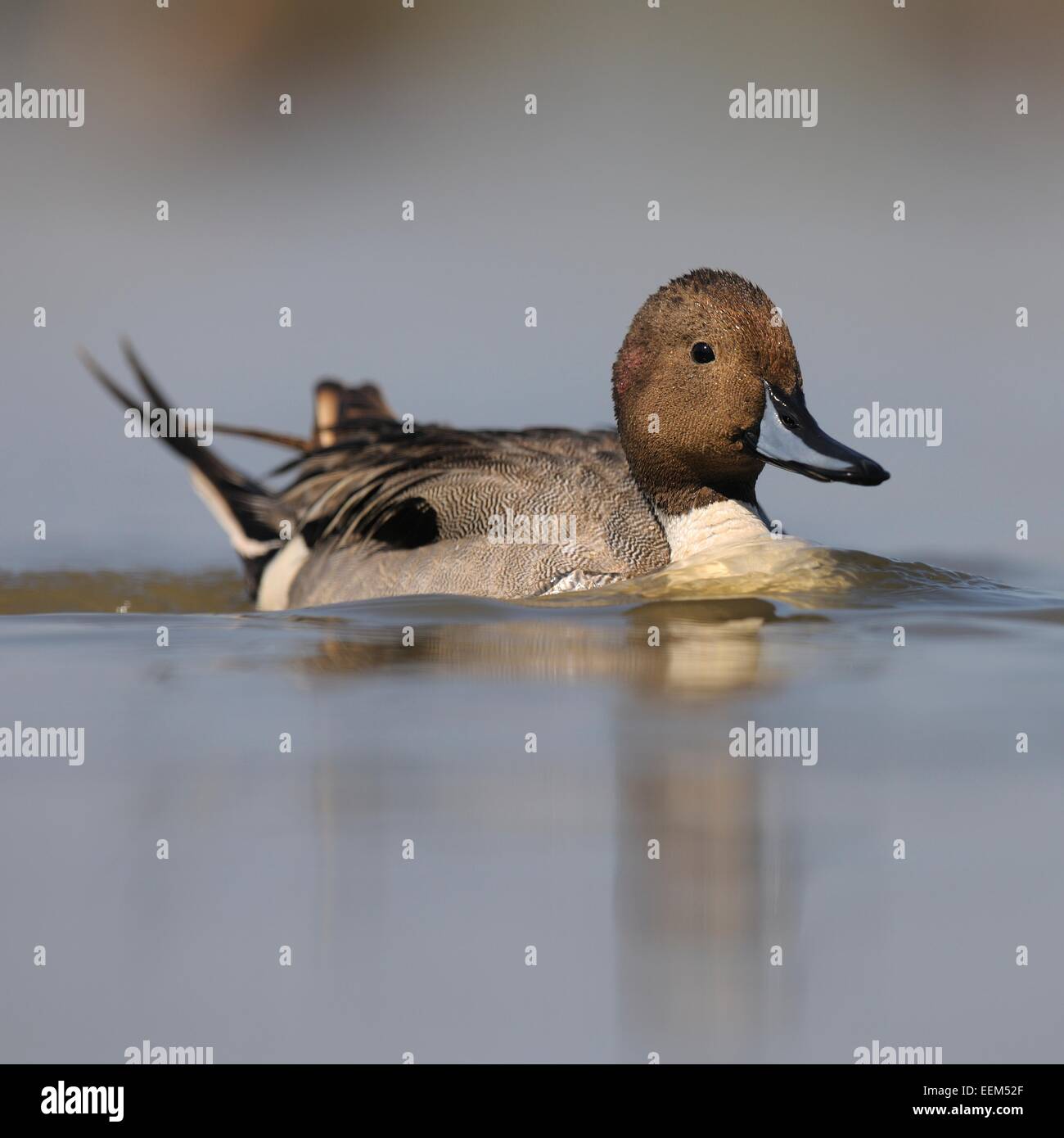 Drake northern pintail hi-res stock photography and images - Alamy