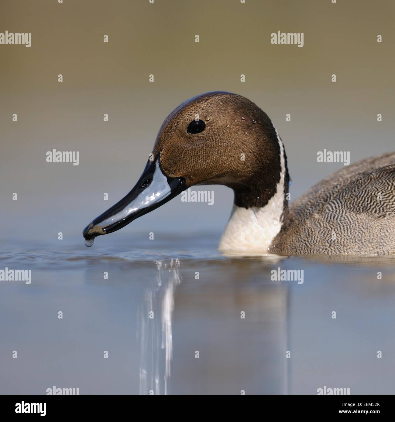 Pintail or Northern Pintail (Anas acuta), drake in breeding plumage ...