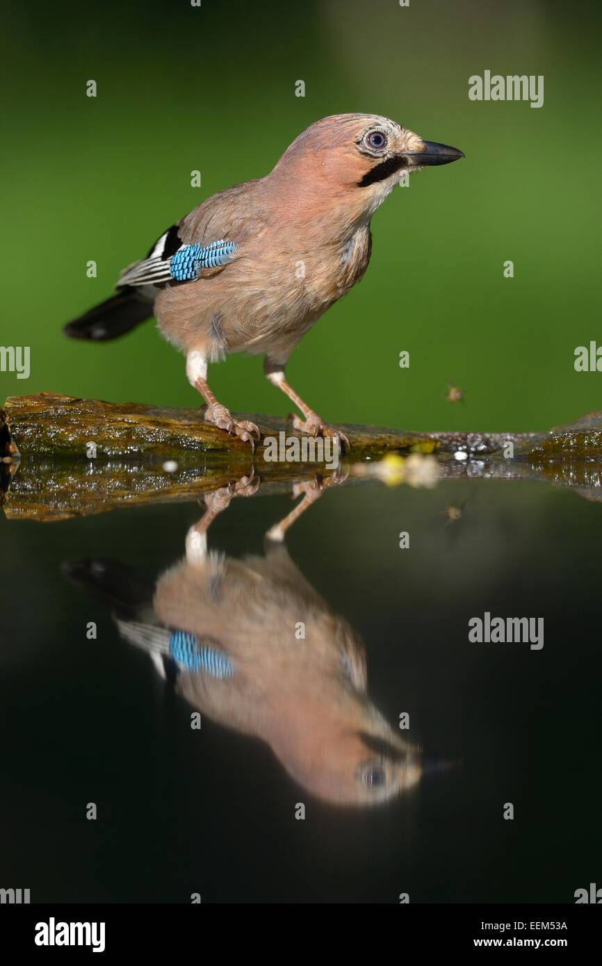 Eurasian Jay (Garrulus glandarius), at the bird bath with reflection ...