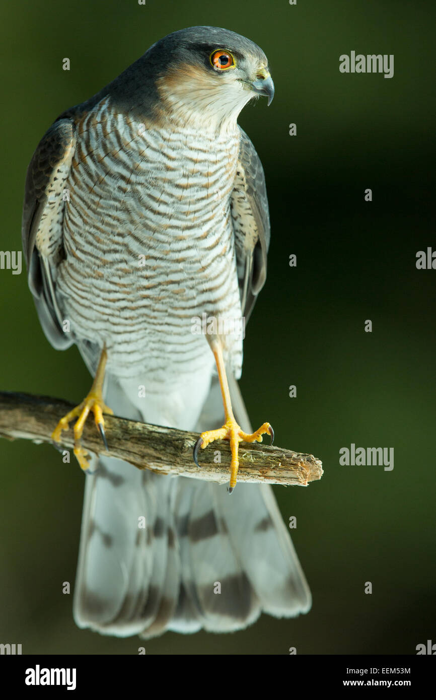 Sparrowhawk (Accipiter nisus), Tyrol, Austria Stock Photo - Alamy